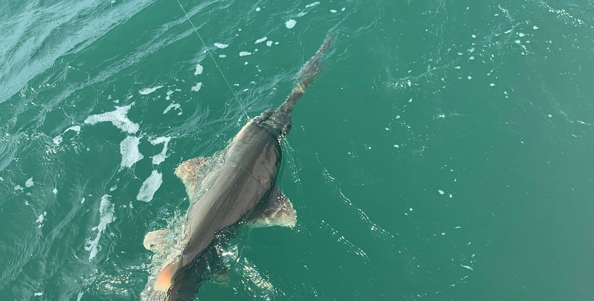 Fishing Charters - Gone Fishing